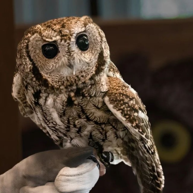 SPECIAL EVENT: Owl meet-and-greet and presentation | Marin Mommies