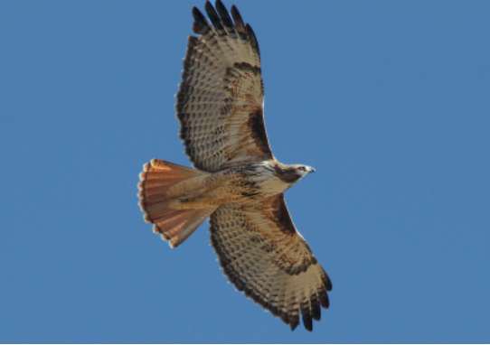 Meet Live Raptor Birds With Native Bird Connections | Marin Mommies
