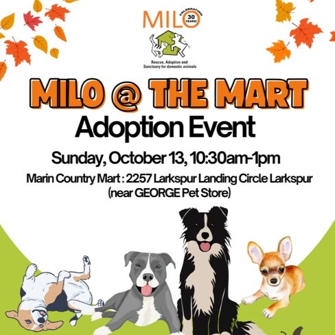 Meet Milo at the Mart: Adoption Event | Marin Mommies