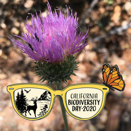 Live: Spiny Things & Where to Find Them: Celebrating California ...