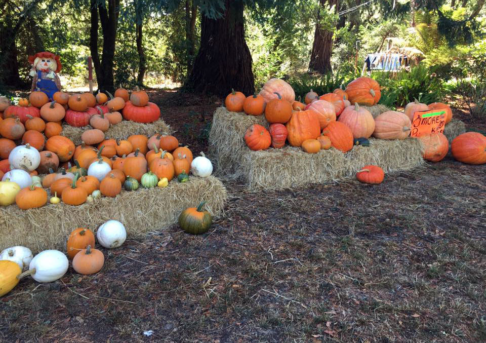 The Ultimate Guide to Halloween Pumpkin Patches in Marin and Sonoma ...