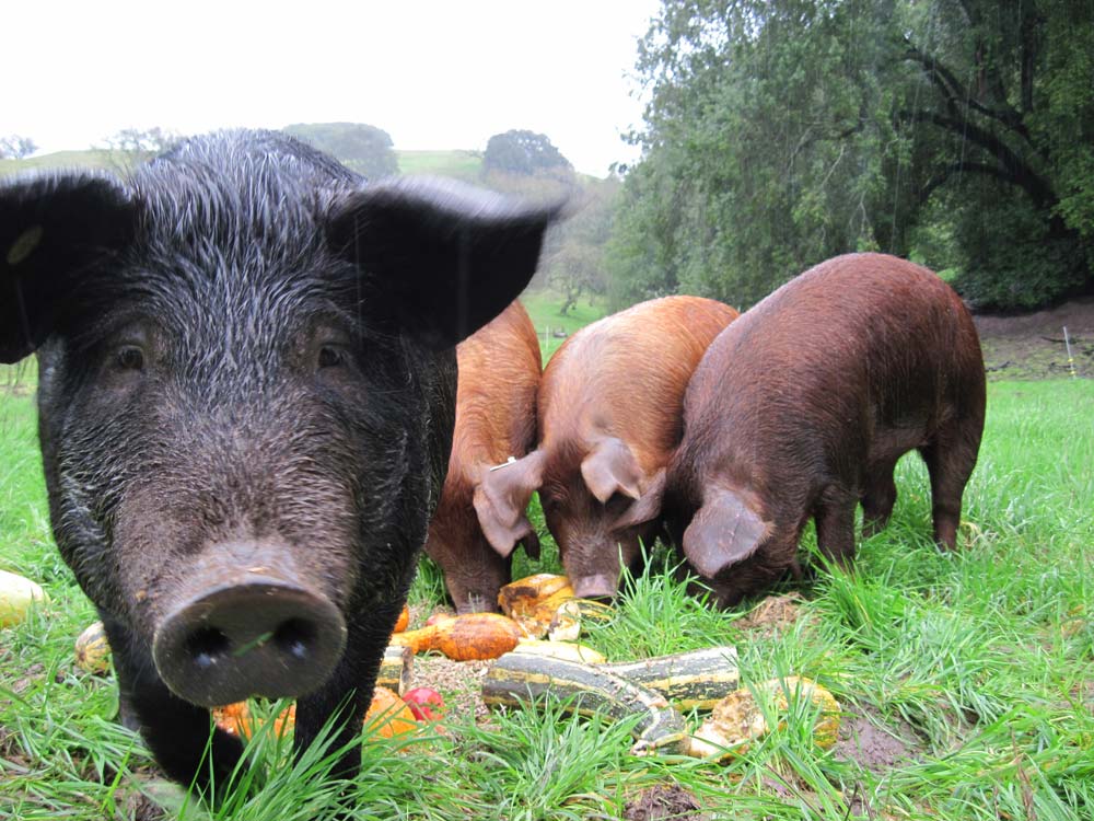 Fall Farm Fun at Weekend Along the Farm Trails! | Marin Mommies