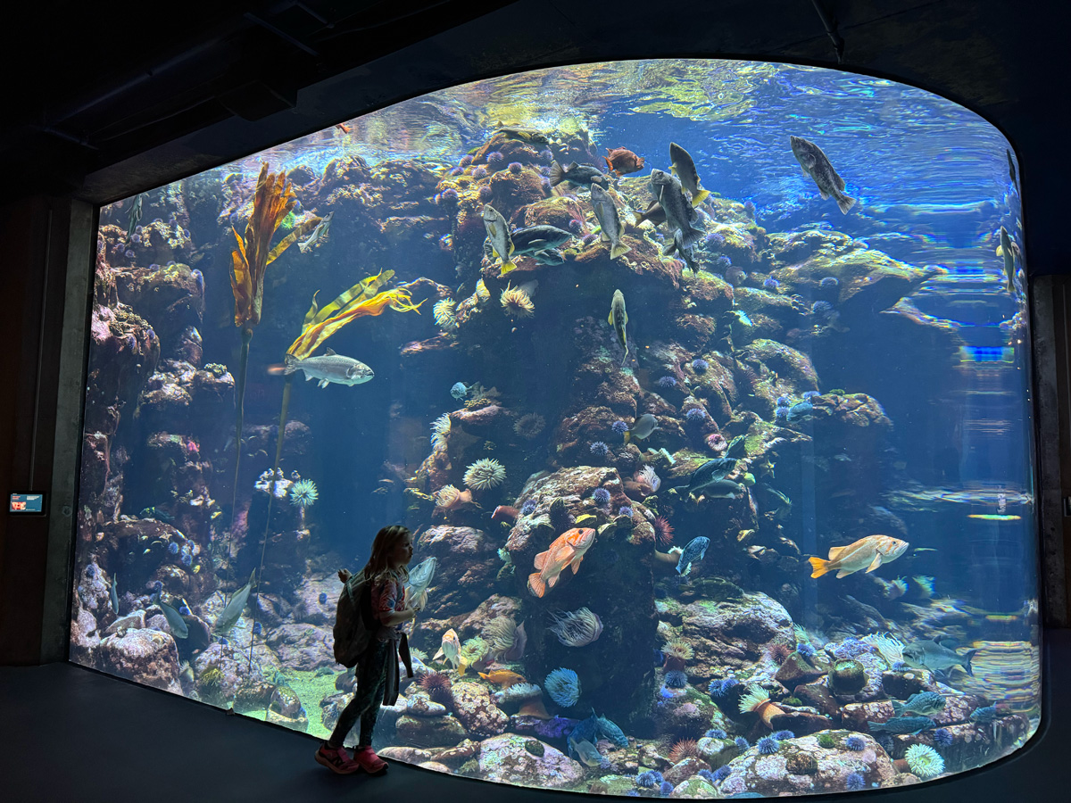 Indoor Fun for a Rainy Day in the Bay Area | Marin Mommies