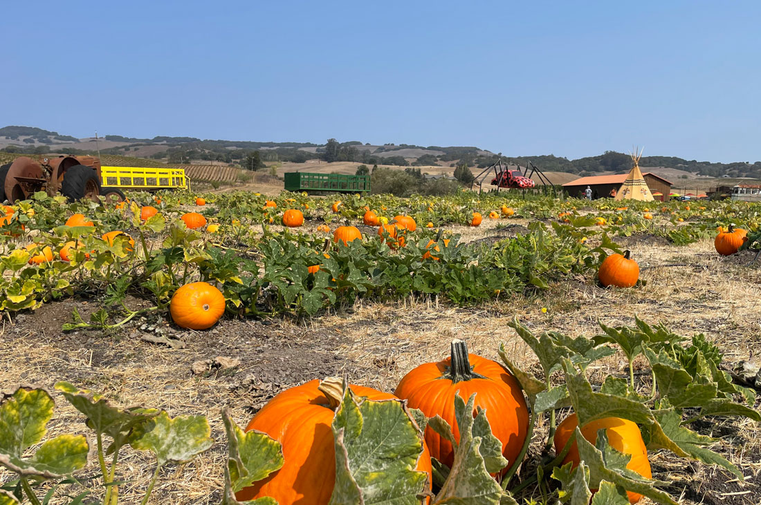 Halloween Fun at Pronzini Farms Pumpkin Patch in Petaluma | Marin Mommies
