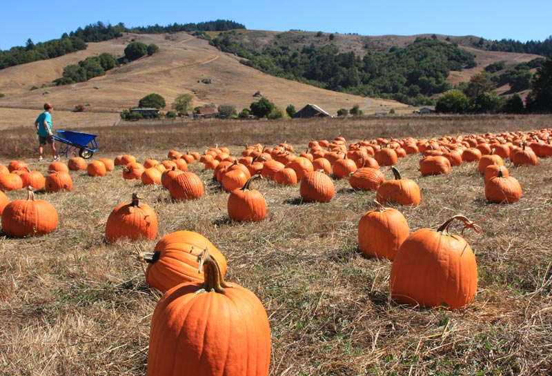 A Visit to Nicasio Valley Pumpkin Patch | Marin Mommies