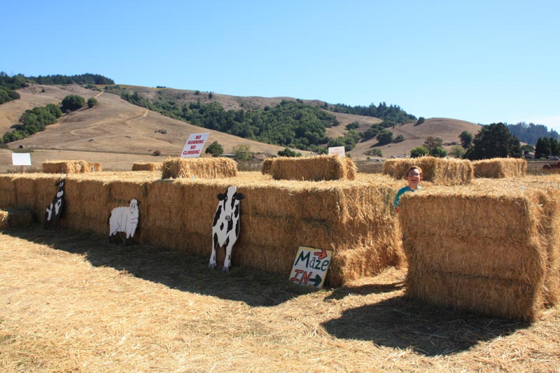 A Visit to Nicasio Valley Pumpkin Patch | Marin Mommies