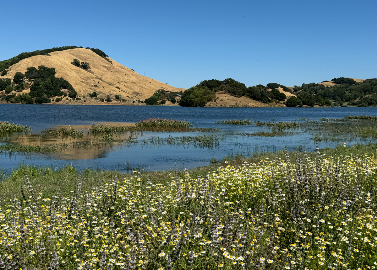 Picnics, Nature and Play at Stafford Lake Park | Marin Mommies