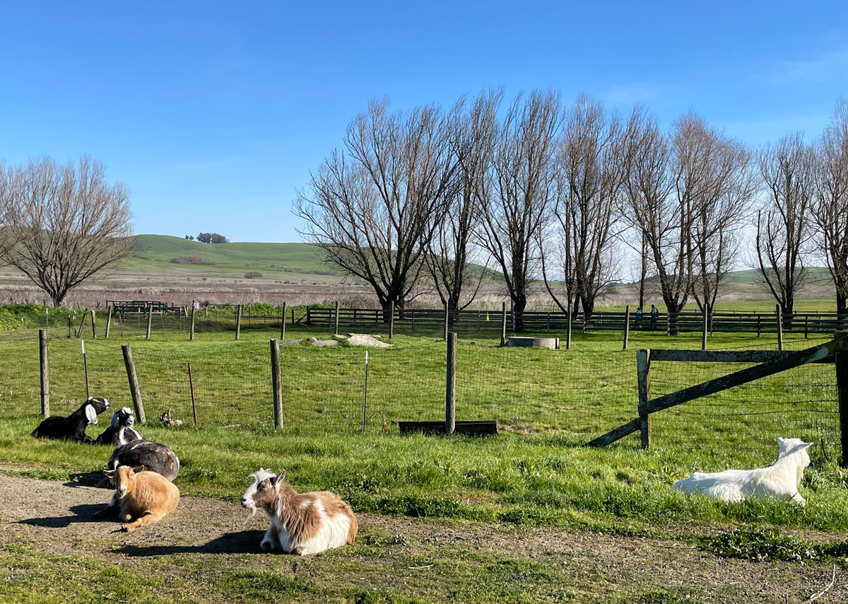 Tolay Lake Regional Park Is a Fantastic Place for a Family Hike | Marin ...