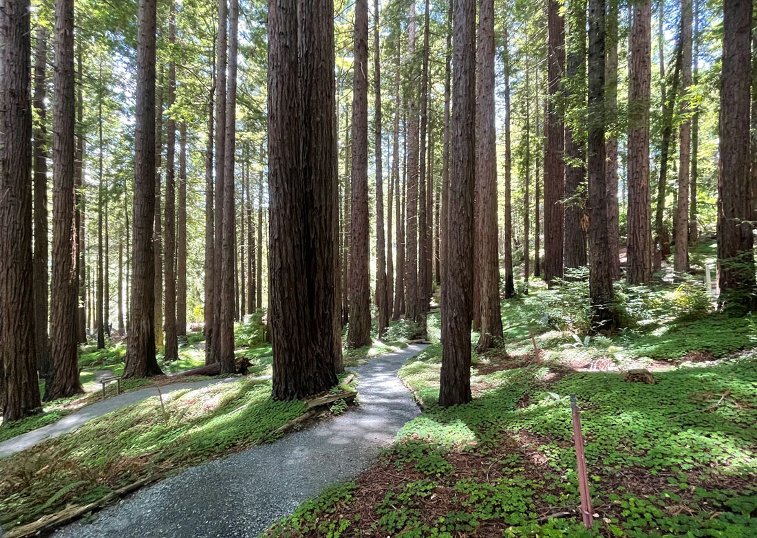 Explore the UC Botanical Garden at Berkeley | Marin Mommies