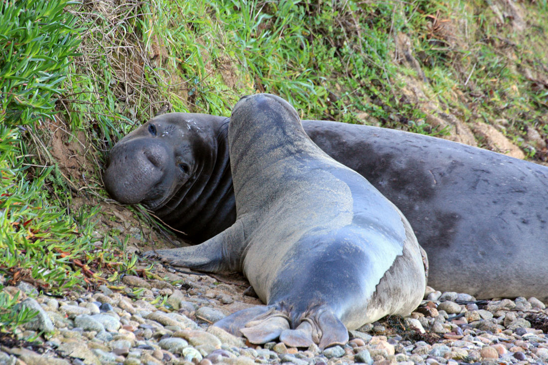 Elephant Seals, Wildflowers, and More at Point Reyes's Chimney Rock ...