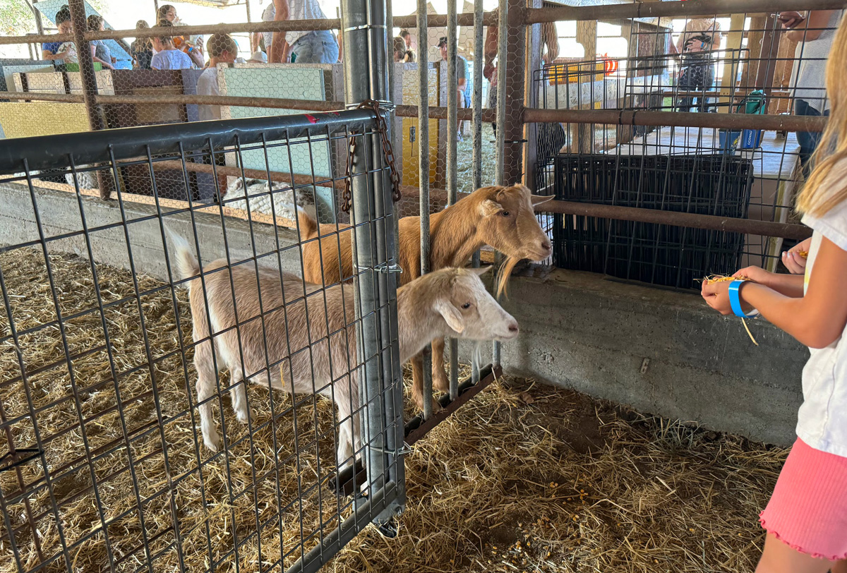 Fall Fun in Marin at Grossi Family Farm Pumpkin Patch | Marin Mommies