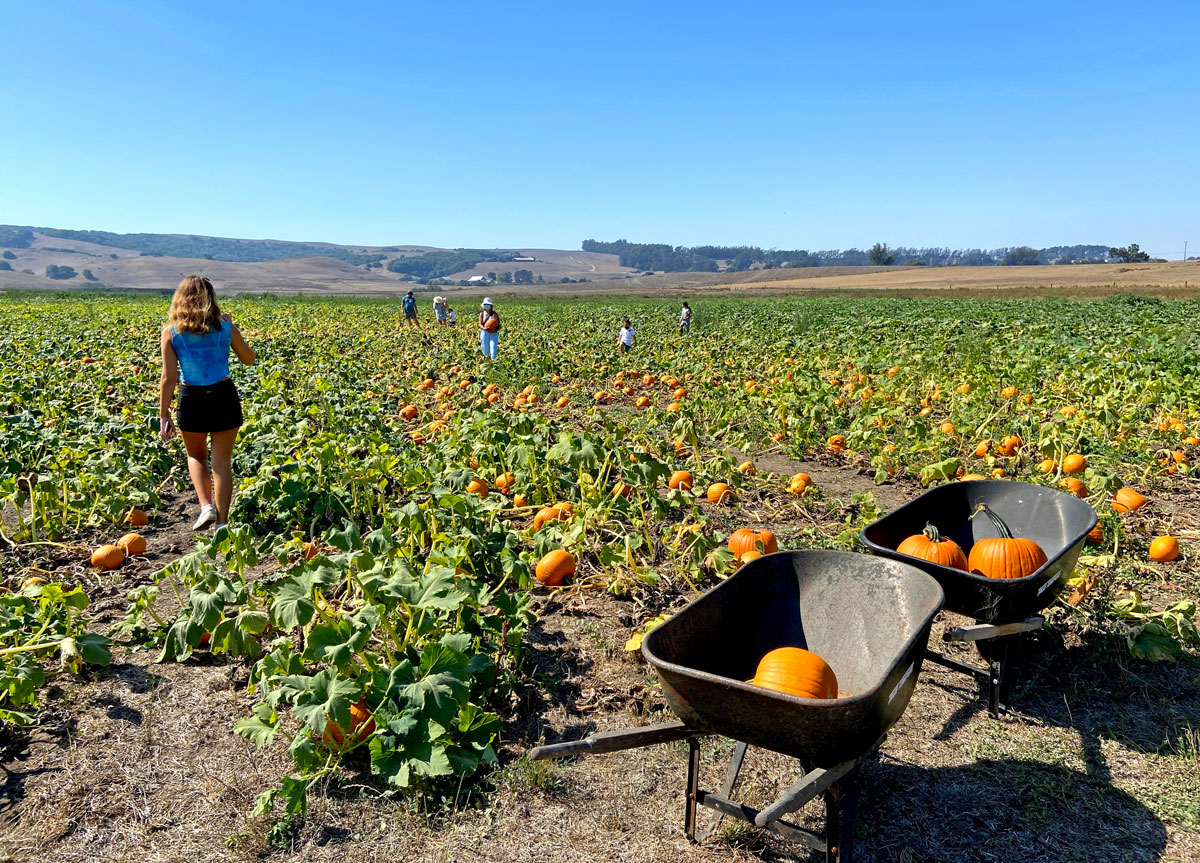Peter Pumpkin Patch at Spring Hill Dairy in Petaluma | Marin Mommies