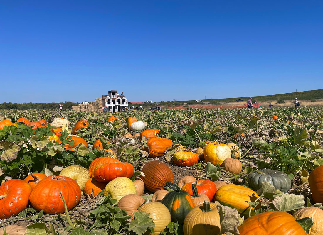 Halloween Pumpkin Patches in Brentwood | Marin Mommies