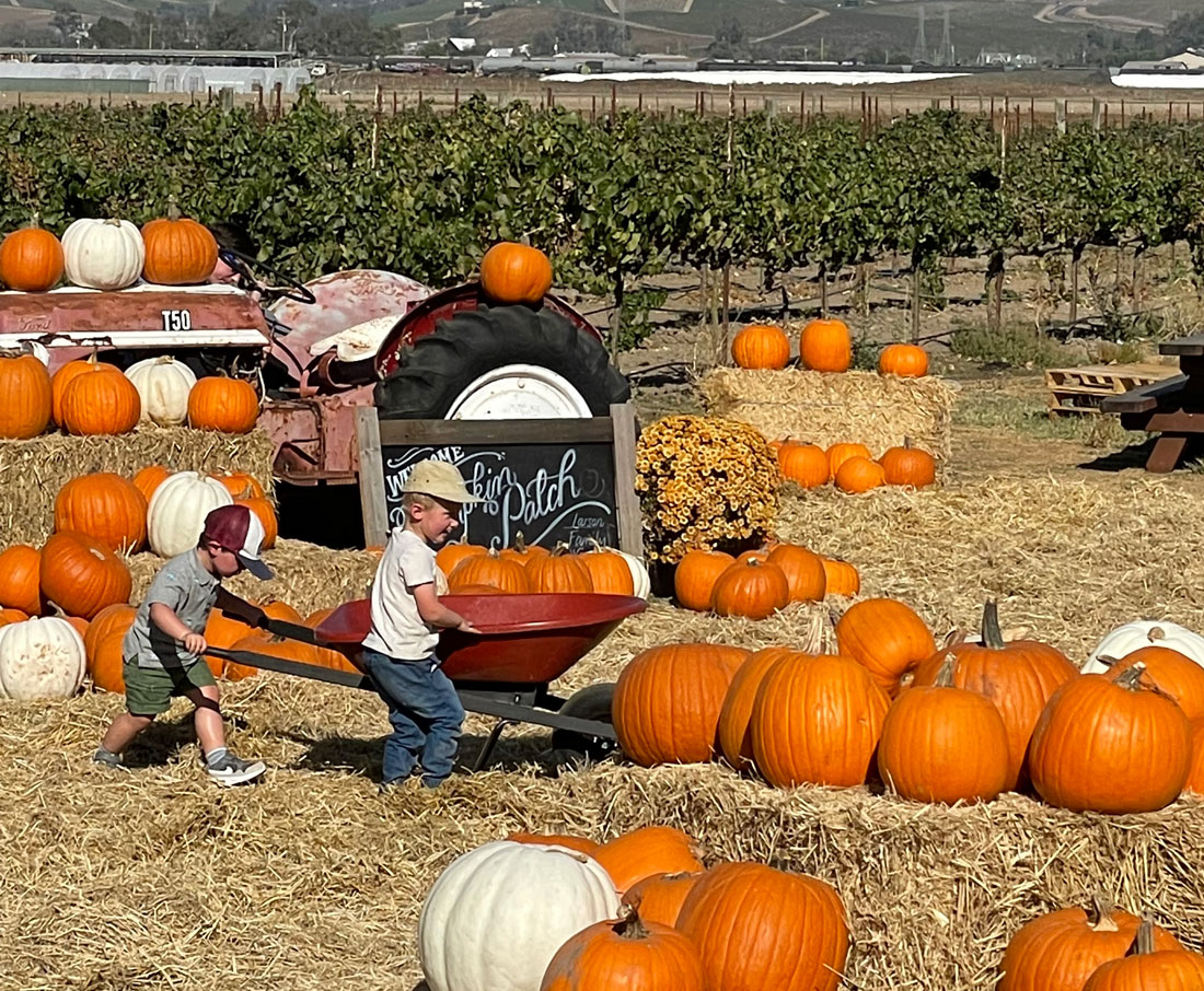 The Ultimate Guide to Halloween Pumpkin Patches in Marin and Sonoma ...