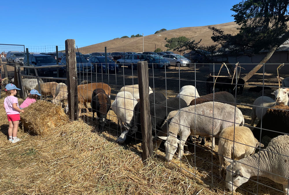 U-Pick Apples and More Farm Fun at Chileno Valley Ranch | Marin Mommies