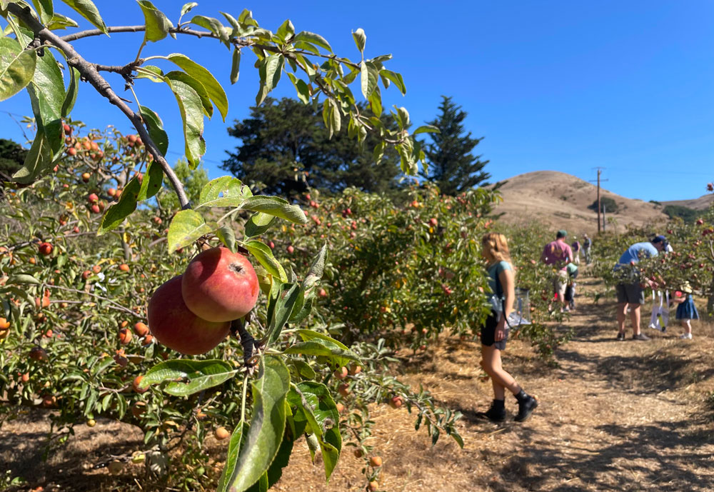 U-Pick Apples and More Farm Fun at Chileno Valley Ranch | Marin Mommies