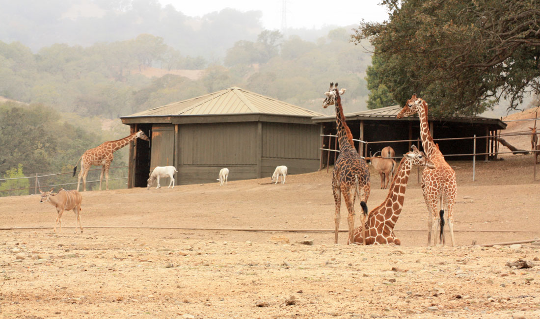 Bay Area Zoos & Wildlife Experiences for Families | Marin Mommies