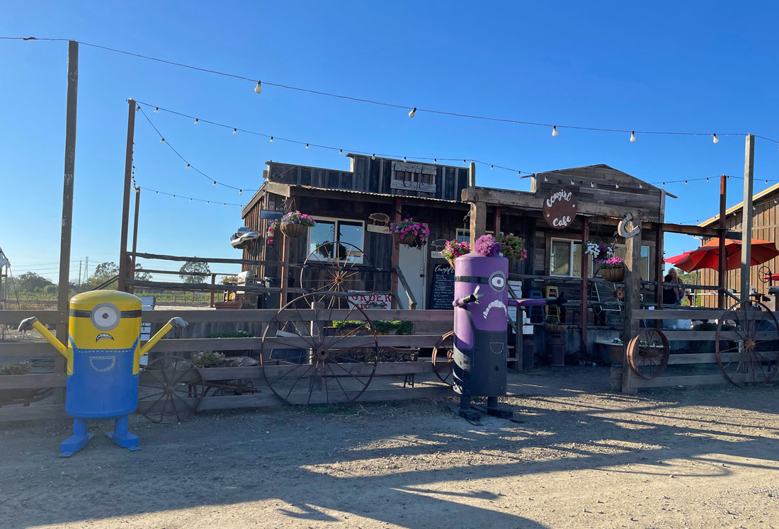 Halloween Fun at Pronzini Farms Pumpkin Patch in Petaluma | Marin Mommies