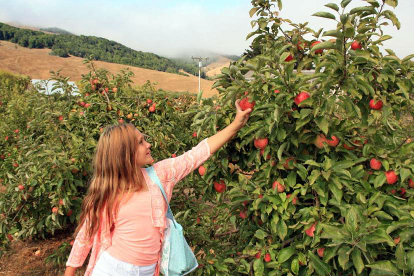 U-Pick Apples and More Farm Fun at Chileno Valley Ranch | Marin Mommies