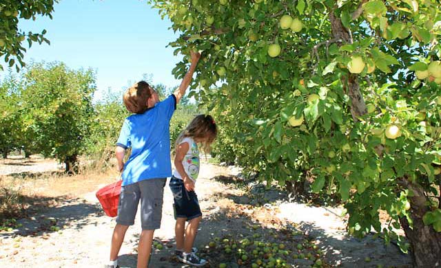 Pick Your Own Apples in the North Bay! | Marin Mommies