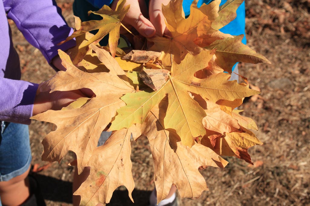 5 Fantastic Fall Family Hikes in Marin | Marin Mommies