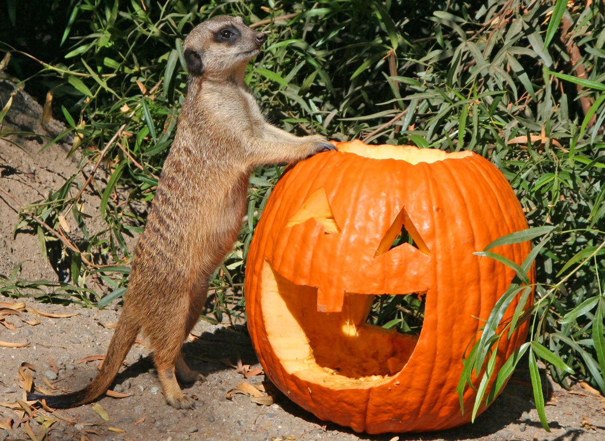 Celebrate Halloween with Boo at the Zoo at the Oakland Zoo! | Marin Mommies