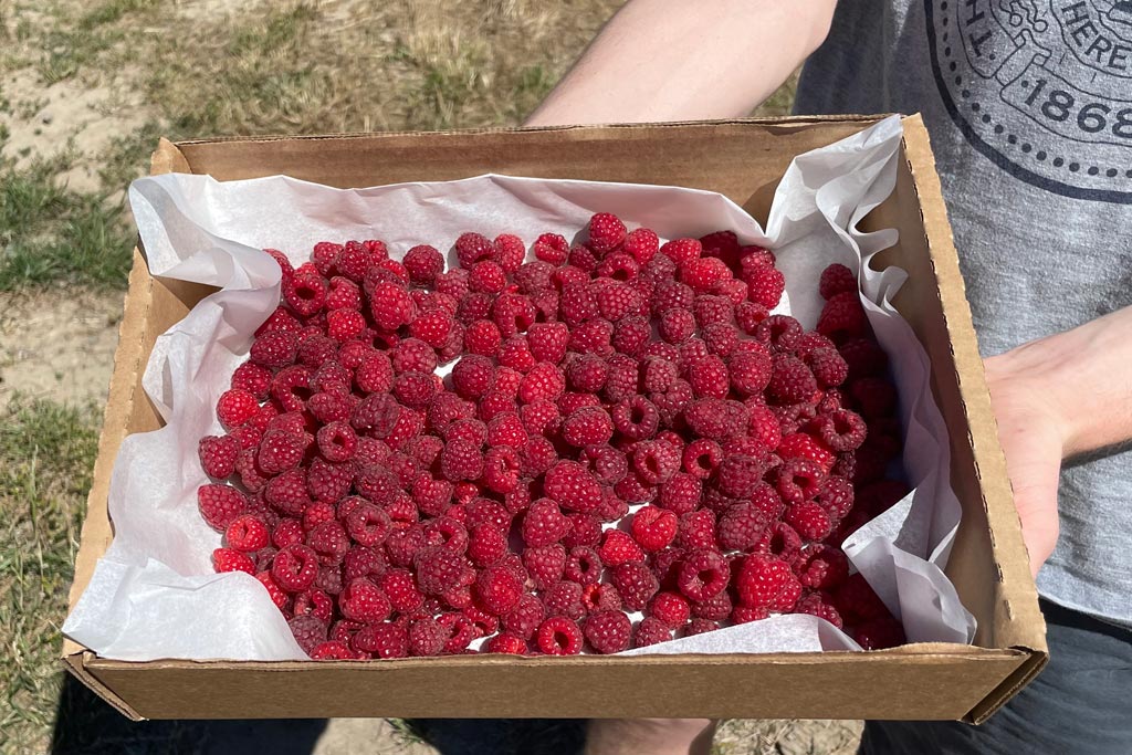 U-Pick Organic Raspberries at Boring Farm in Sebastopol | Marin Mommies