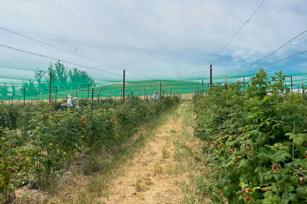 U-Pick Organic Raspberries at Boring Farm in Sebastopol | Marin Mommies