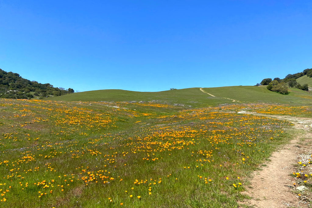 Hiking with Kids in Marin: Mount Burdell Open Space Preserve | Marin ...