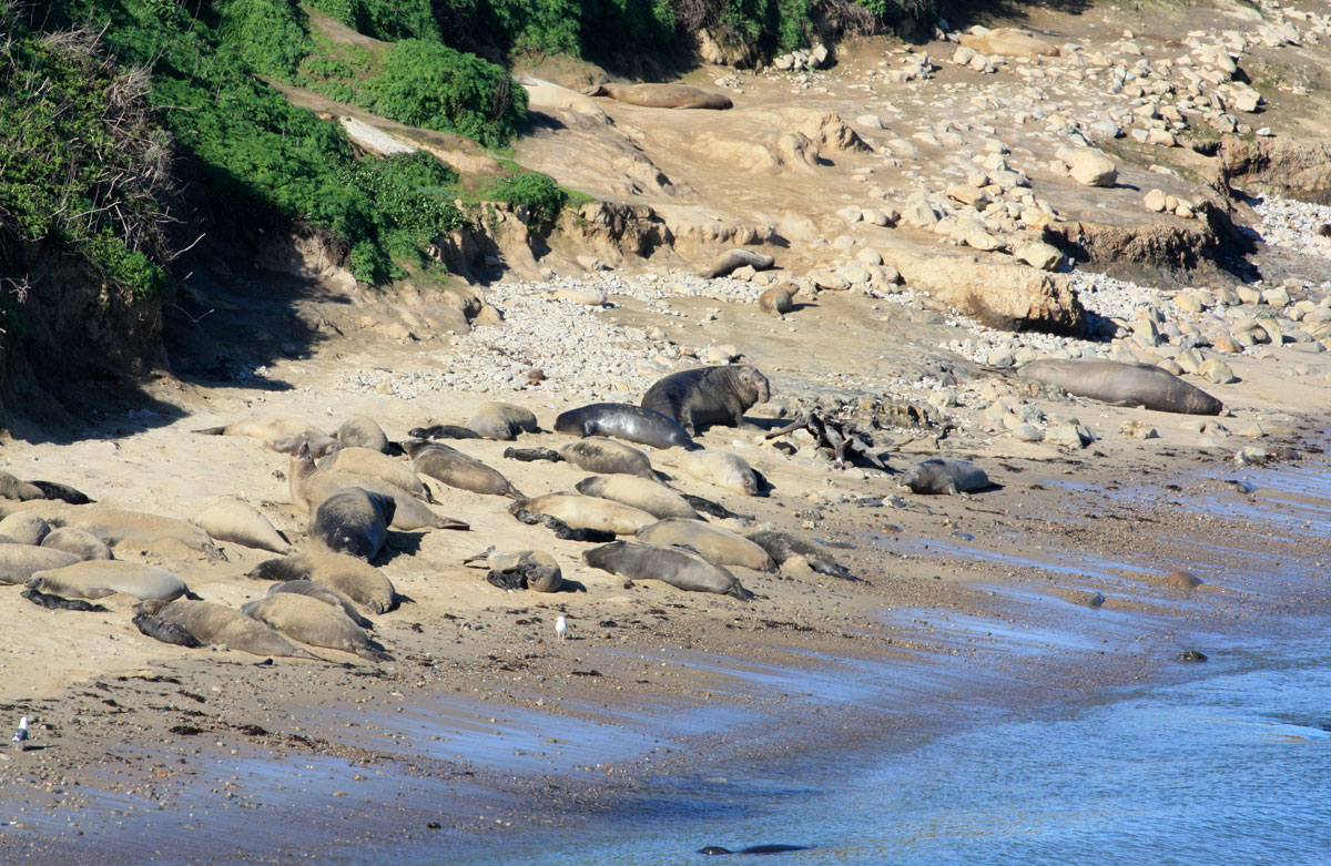 Elephant Seals, Wildflowers, and More at Point Reyes's Chimney Rock ...