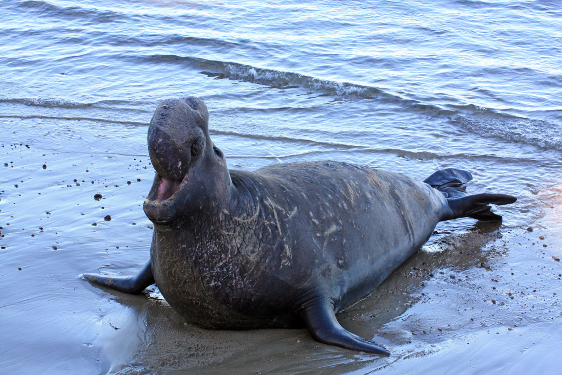 Elephant Seals, Wildflowers, and More at Point Reyes's Chimney Rock ...