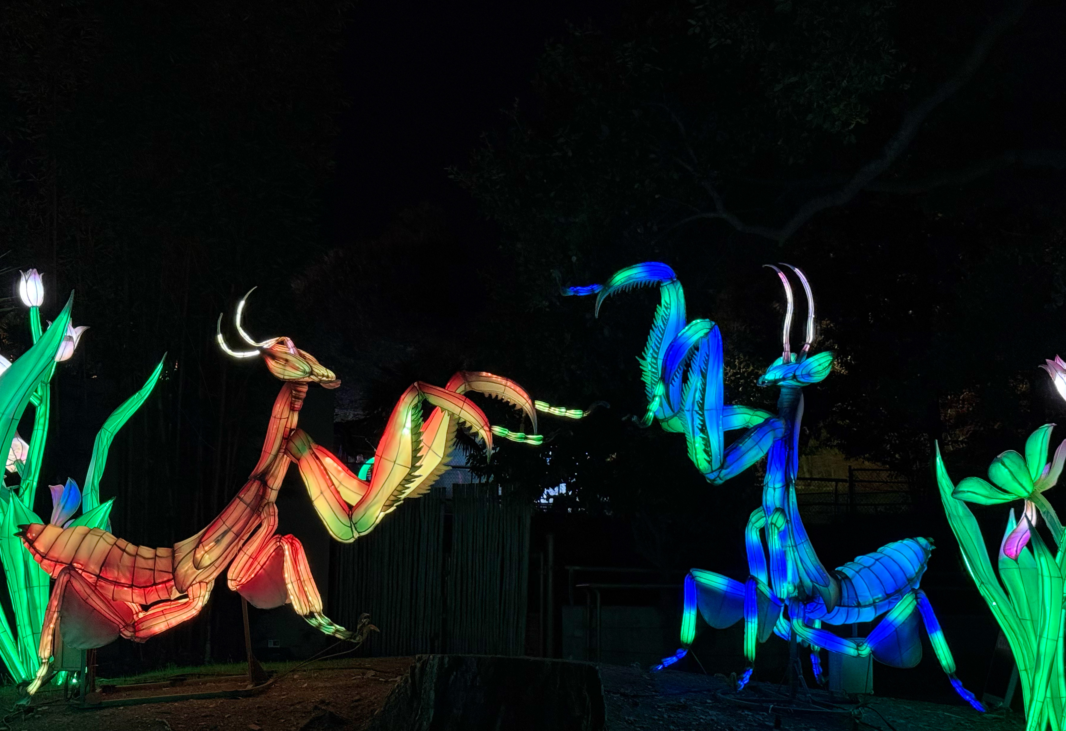 Glowfari, Oakland Zoo| Marin Mommies
