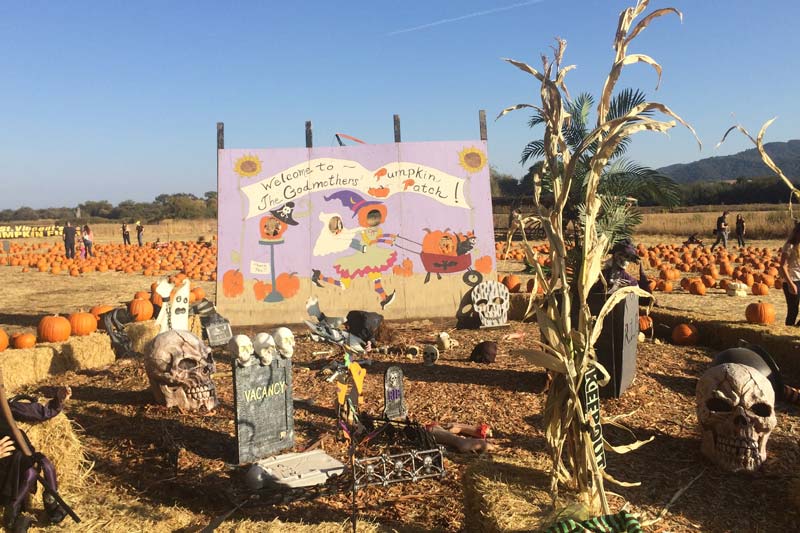 The Godmothers of Timothy Murphy School Pumpkin Field (St. Vincent's ...