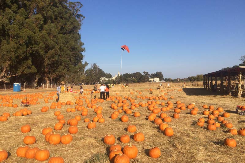 The Godmothers of Timothy Murphy School Pumpkin Field (St. Vincent's ...