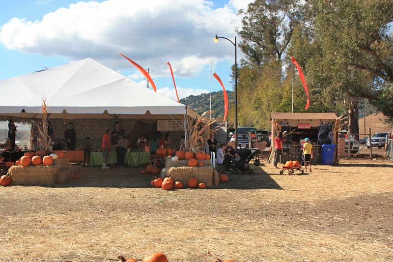 The Godmothers of Timothy Murphy School Pumpkin Field (St. Vincent's ...