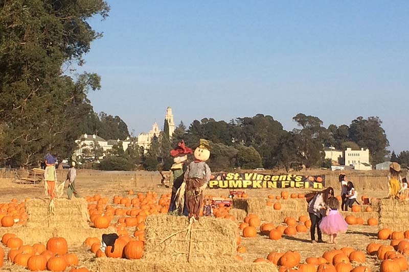 The Godmothers of Timothy Murphy School Pumpkin Field (St. Vincent's ...