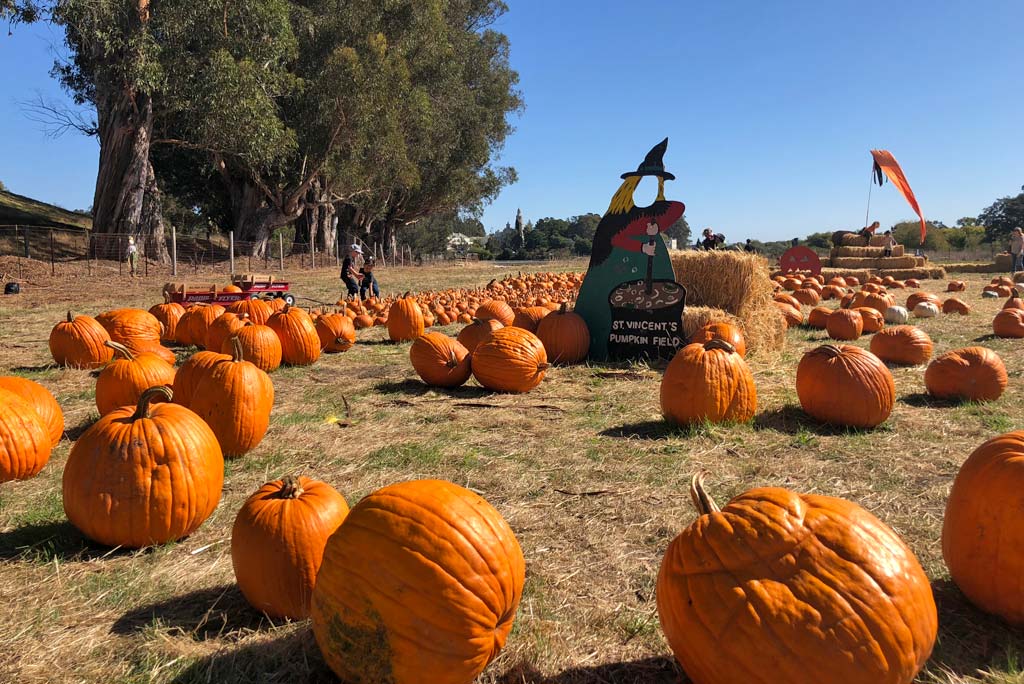 The Godmothers of Timothy Murphy School Pumpkin Field (St. Vincent's ...