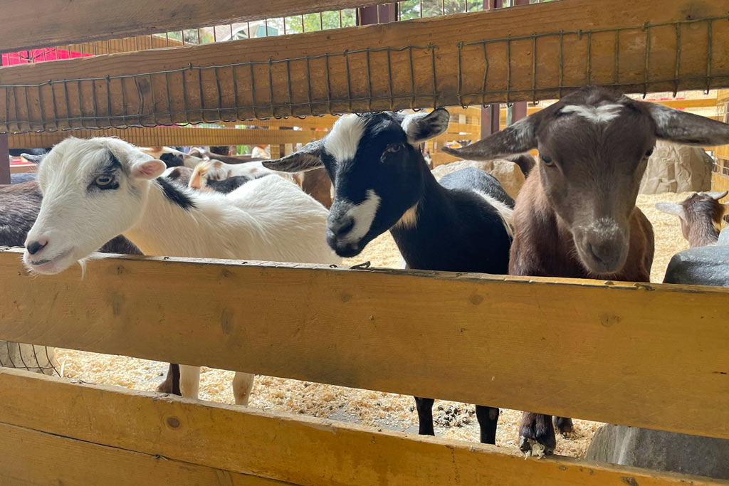 Fall Family Fun at Lemos Farm in Half Moon Bay | Marin Mommies