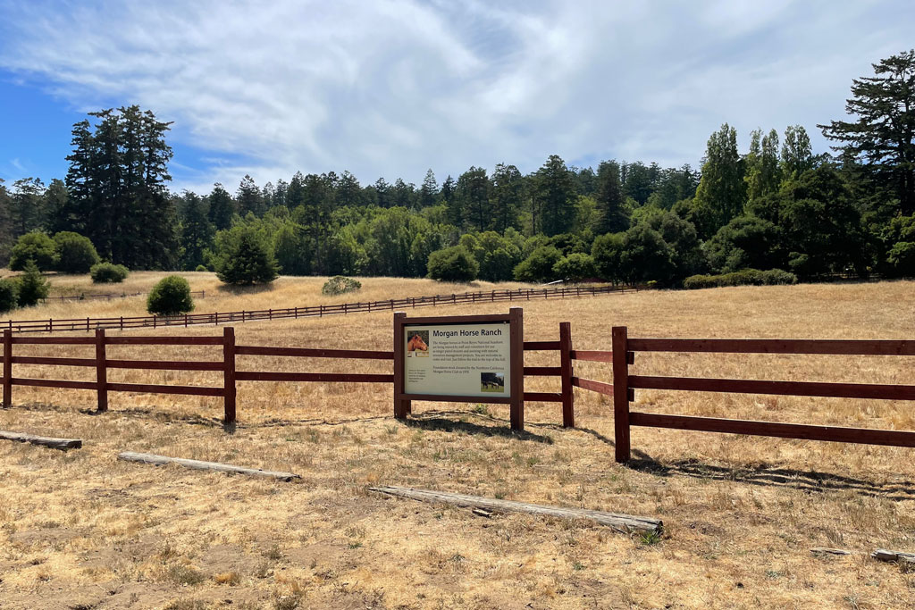 Visit the Morgan Horse Ranch at Point Reyes | Marin Mommies