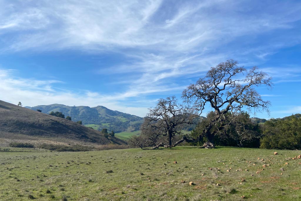 Hiking with Kids in Marin: Mount Burdell Open Space Preserve | Marin ...
