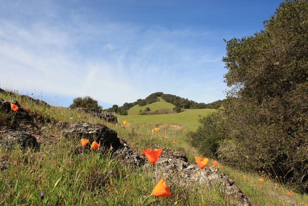 Hiking with Kids in Marin: Mount Burdell Open Space Preserve | Marin ...