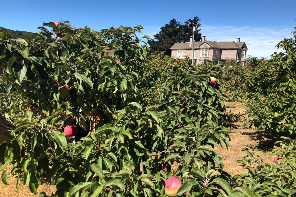U-Pick Apples and More Farm Fun at Chileno Valley Ranch | Marin Mommies