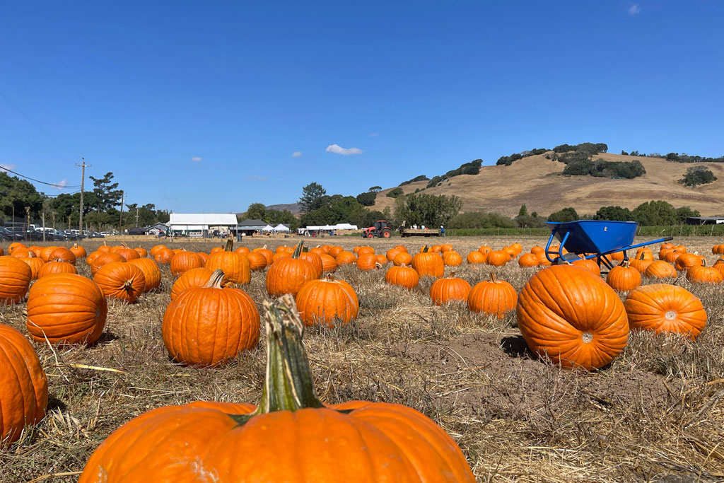 A Visit to Nicasio Valley Pumpkin Patch | Marin Mommies