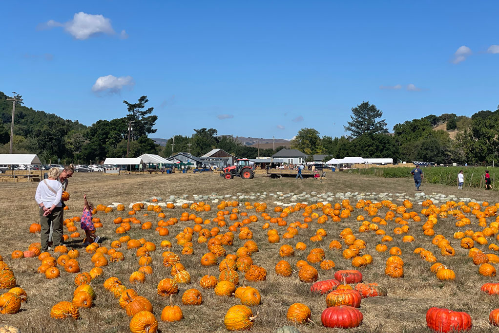 A Visit to Nicasio Valley Pumpkin Patch | Marin Mommies
