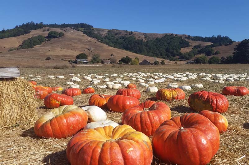A Visit to Nicasio Valley Pumpkin Patch | Marin Mommies