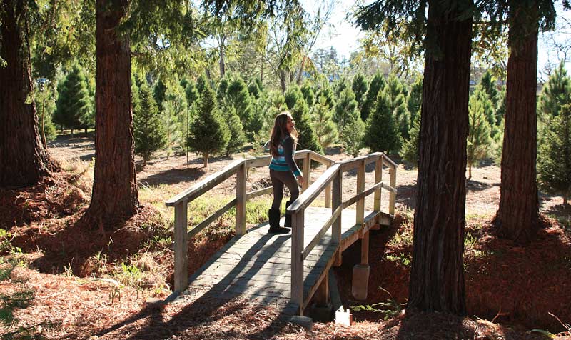 The Best Guide to Marin and Sonoma Christmas Tree Farms and Lots ...