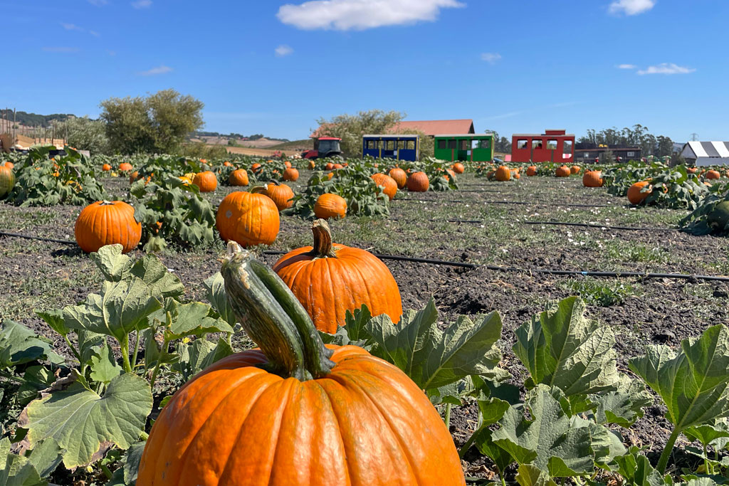 Haunted Pumpkin Patch Ideas