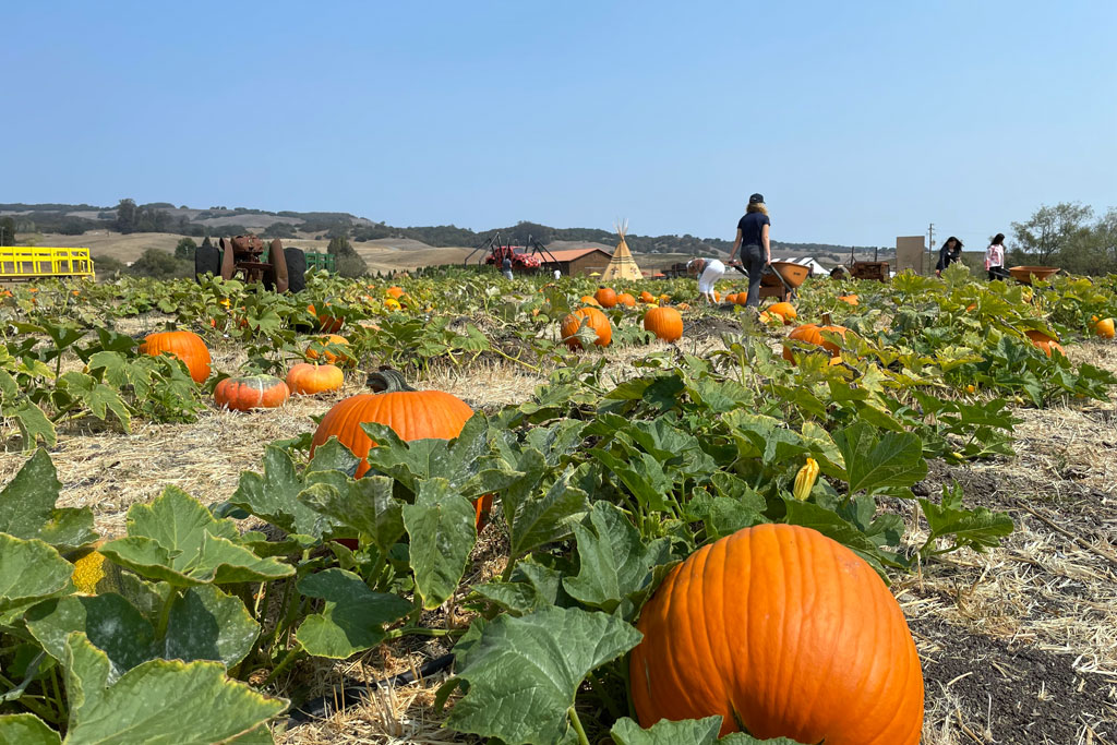 Halloween Fun at Pronzini Farms Pumpkin Patch in Petaluma | Marin Mommies