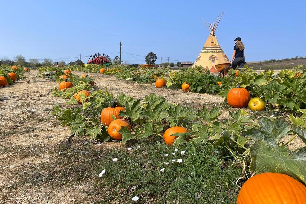 Halloween Fun at Pronzini Farms Pumpkin Patch in Petaluma | Marin Mommies