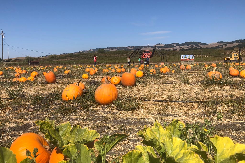 Halloween Fun at Pronzini Farms Pumpkin Patch in Petaluma | Marin Mommies